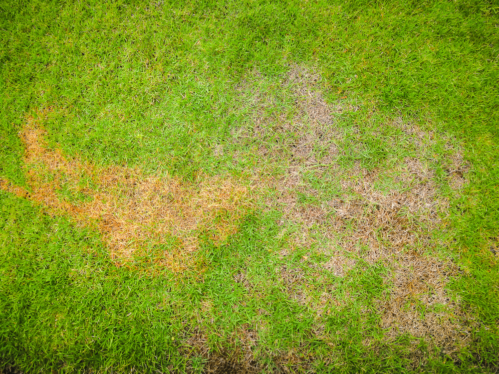 Spotting Common Lawn Diseases: A Homeowner's Guide