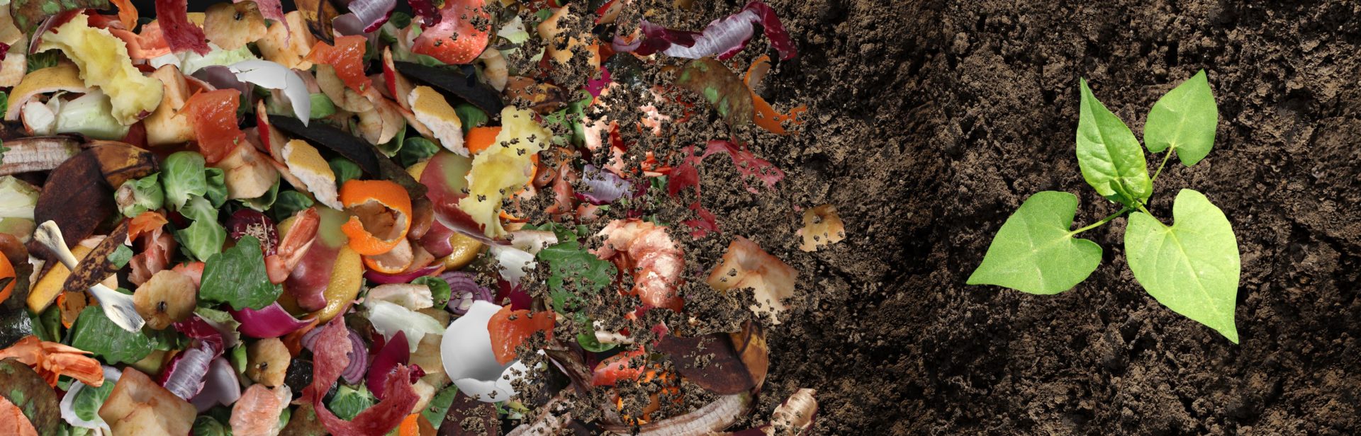 Complete Guide to Composting at Home
