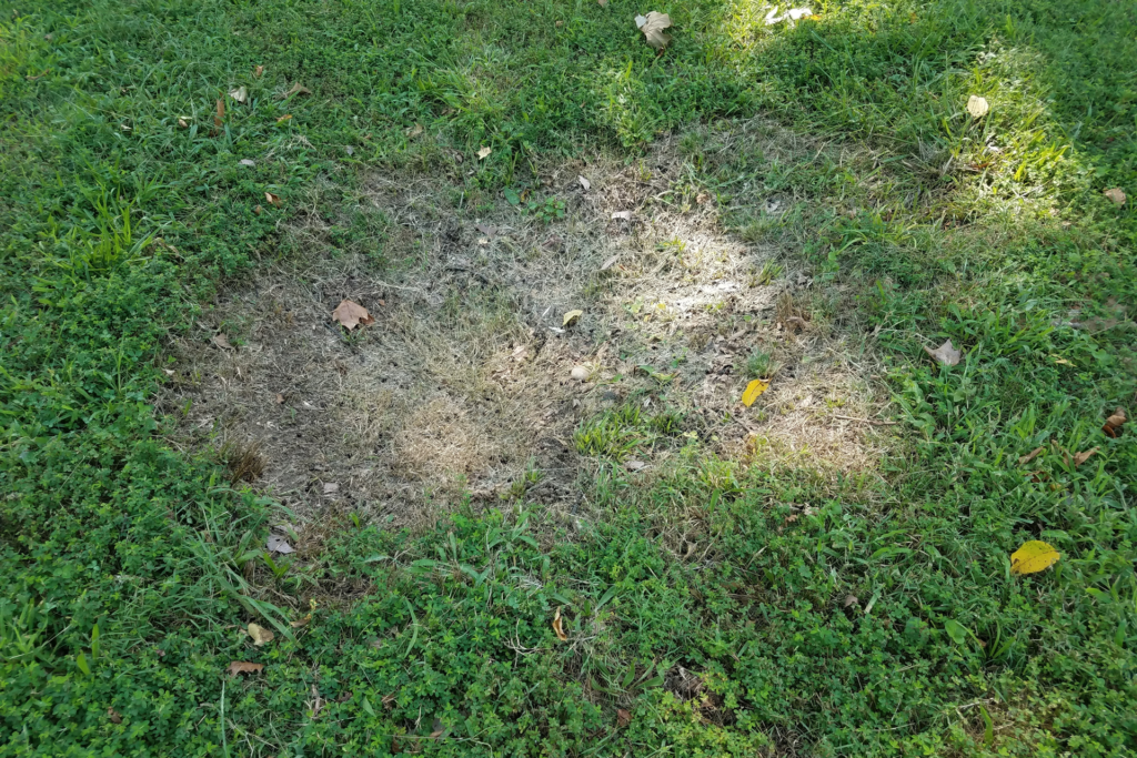 How to Diagnose and Cure Large Patch on Your Lawn | Dallas Lawn Maintenance